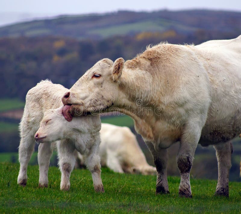 Charolais Fostrar Och Hennes Kalv Arkivfoto - Bild av lokaliserat, öron ...