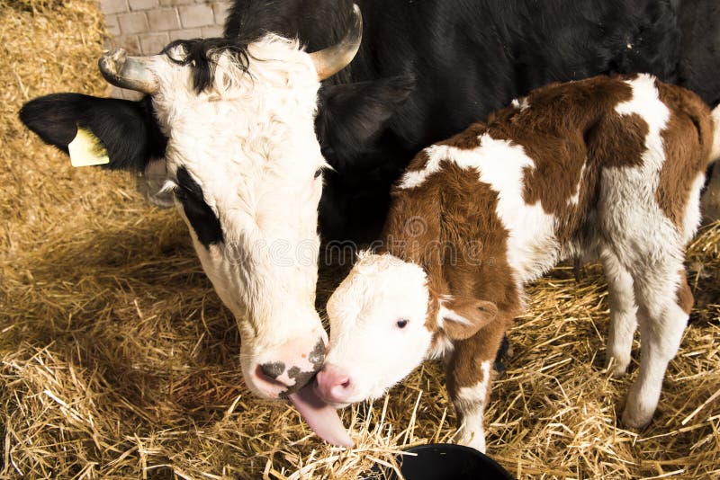 Ko som slickar kalven arkivfoto. Bild av plattform, stängning - 29125650