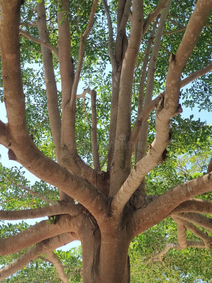Koa Tree Plantation at the Garden Stock Image - Image of ubud, wood ...