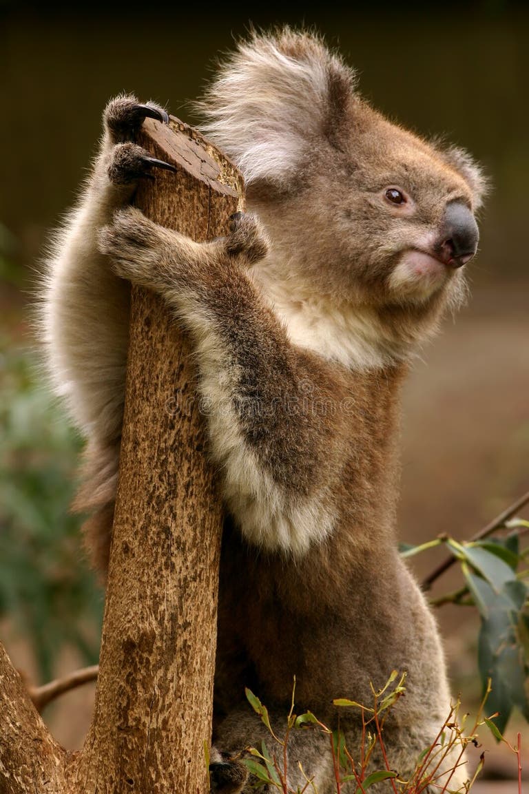 1,168 Funny Koala Stock Photos - Free & Royalty-Free Stock Photos from ...