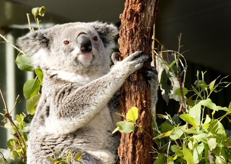 Koala stock photo. Image of endangered, bush, indigenous - 10979986