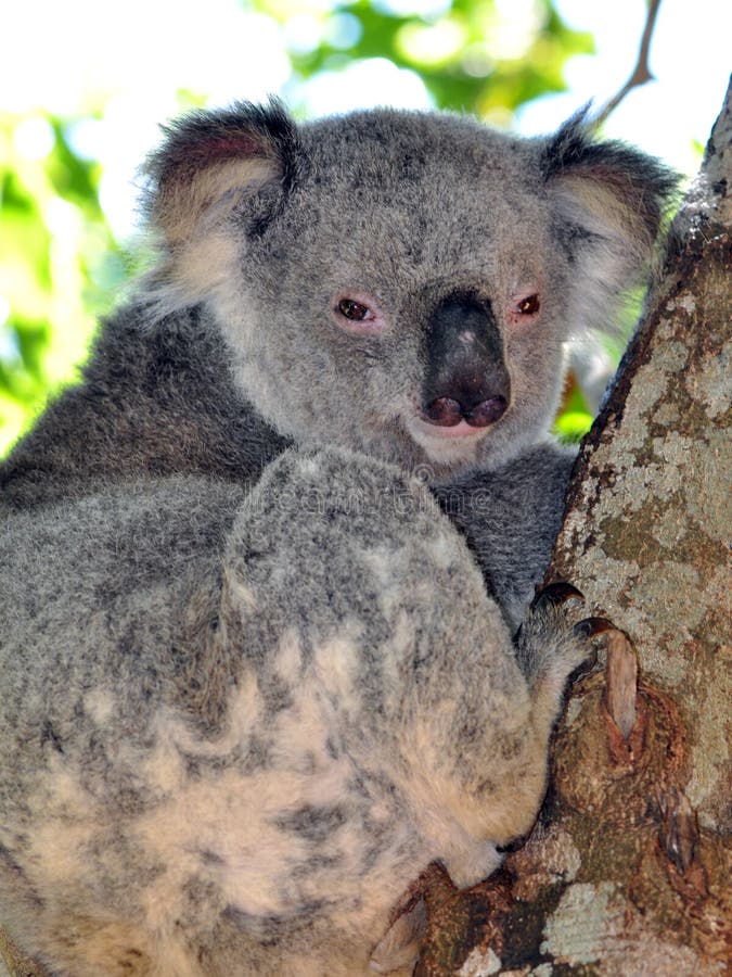 Koala Having a Rare Showing of Teeth Stock Photo - Image of endangered ...