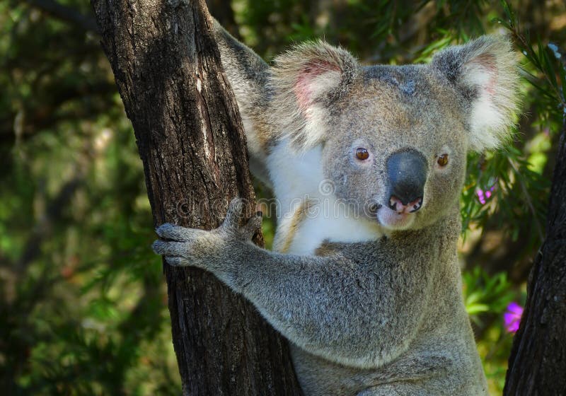 Koala stock image. Image of australia, ears, springwood - 13416613