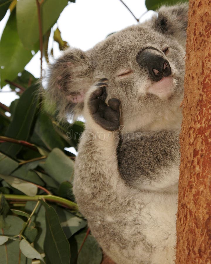 Koala stock photo. Image of marsupial, calm, tree, climbing - 1448490