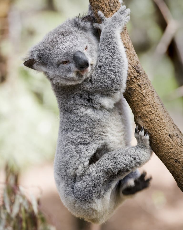 234 Koala Hanging Tree Stock Photos - Free & Royalty-Free Stock Photos ...