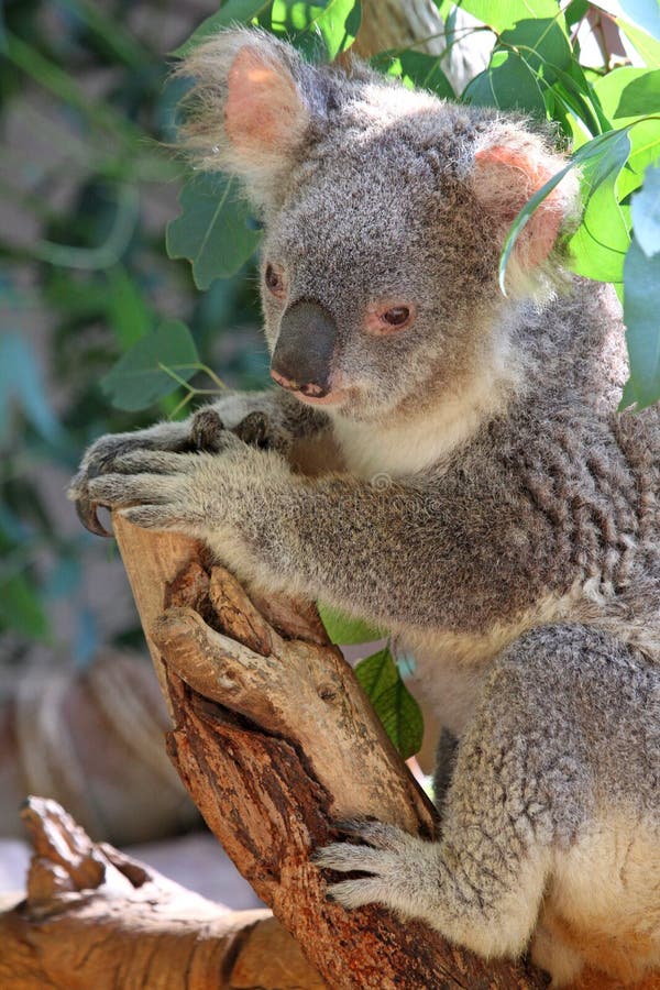 Koala hands and feets stock image. Image of feet, sleep - 2534963
