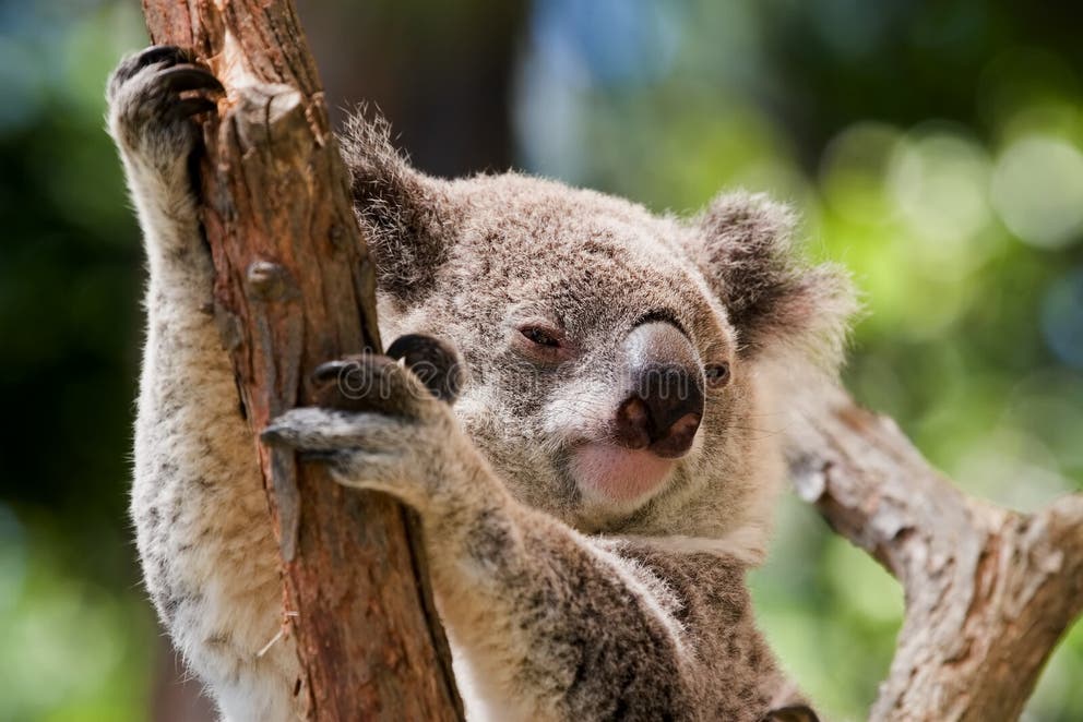 Koala stock photo. Image of mammal, claws, eucalyptus - 2307654