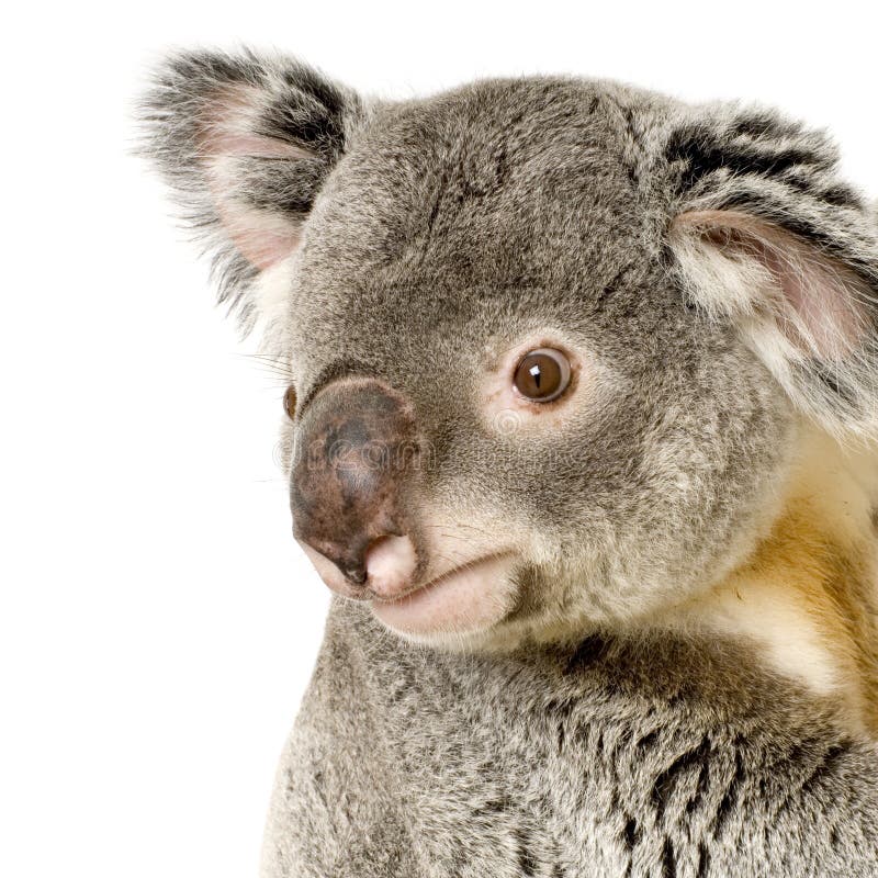 Koala stock photo. Image of nature, branch, close, australia - 2415556