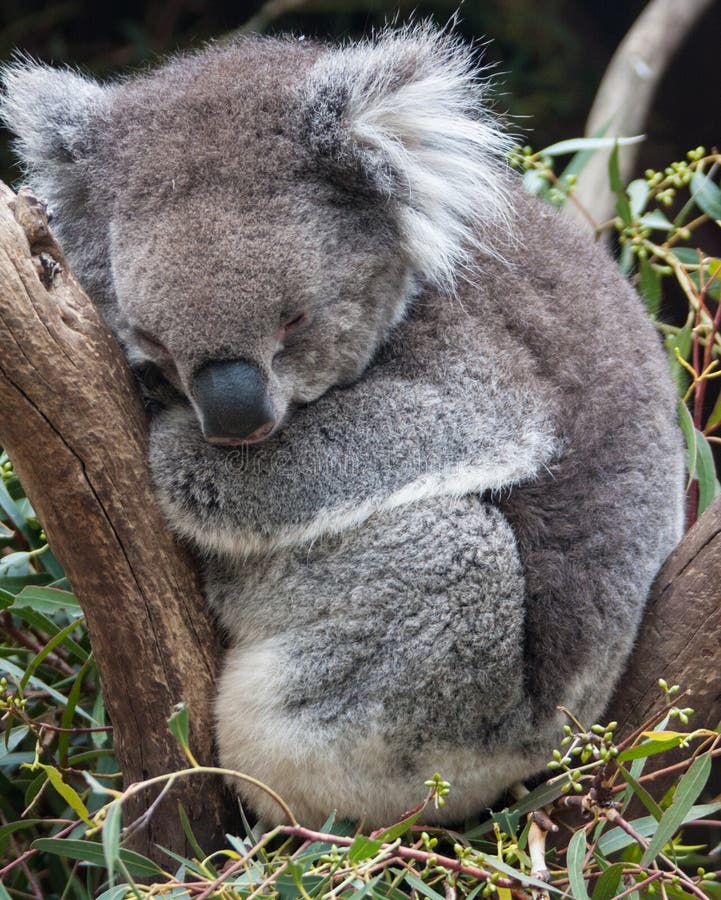 Koala stock image. Image of mammal, nature, summer, spring - 29531421