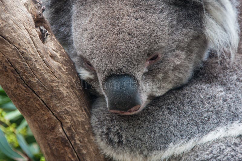 Koala stock image. Image of mammal, spring, koala, australia - 29531425