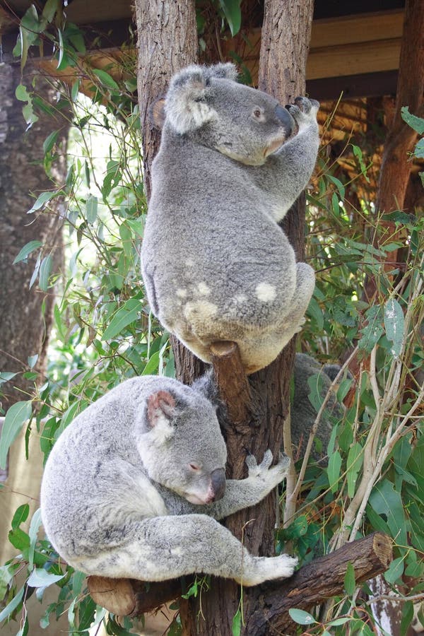 Koala stock image. Image of wild, grass, farm, snout, cute - 3345639