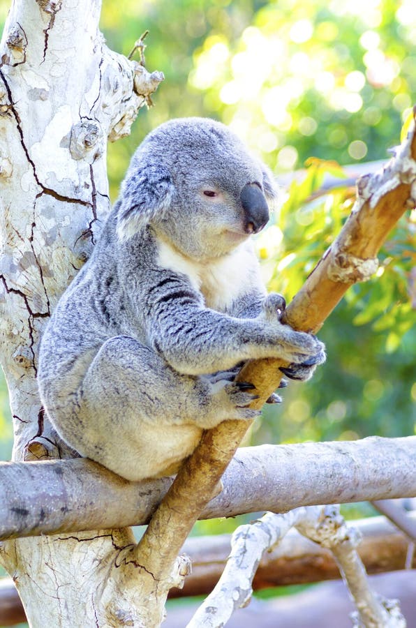 Garras De La Koala Que Muestran Dos Pulgares Por Una Parte Imagen de ...