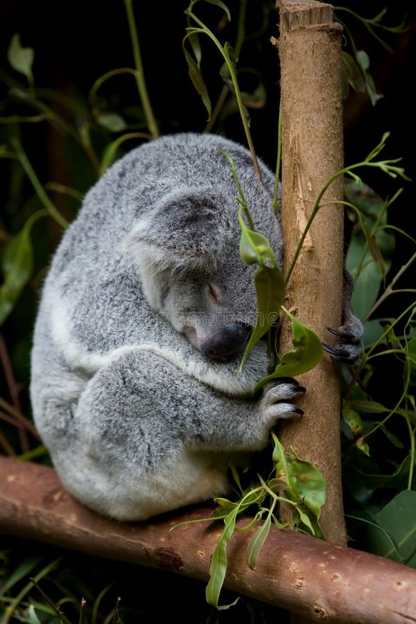Yawning Koala stock photo. Image of yawn, koala, yawning - 1546020