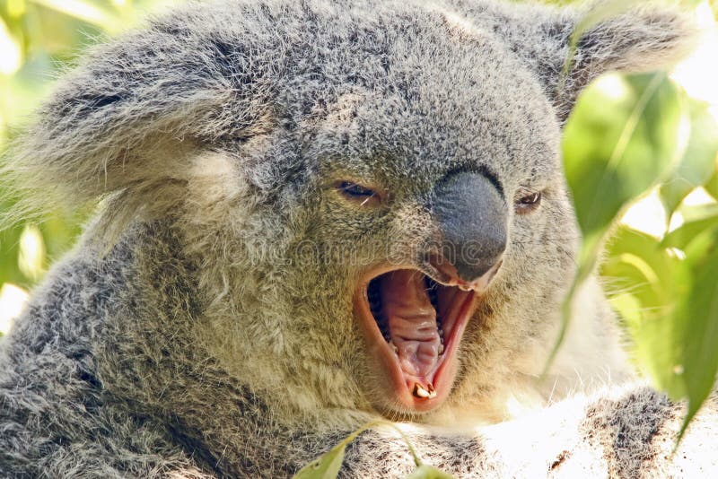 Koala imagen de archivo. Imagen de abierto, perca, suave - 66841127