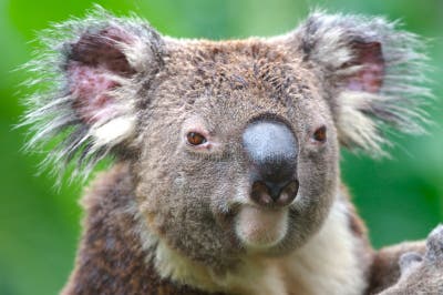 Koala in Australia stock image. Image of outback, native - 4110573