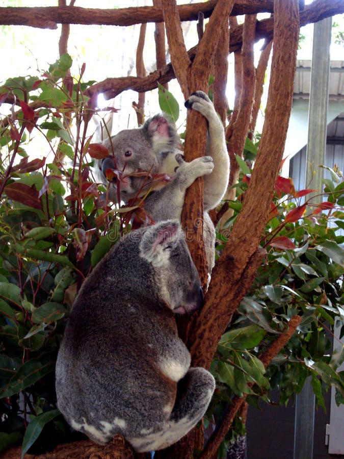 Koala Australia stock photo. Image of fluffy, head, koala - 93619564