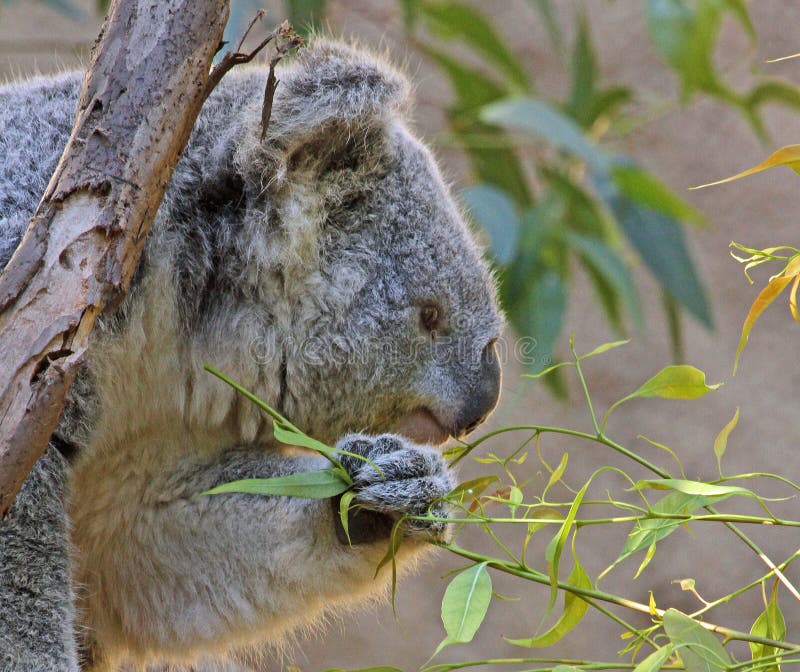 Koala stock photo. Image of feeding, grey, marsupial - 49002992
