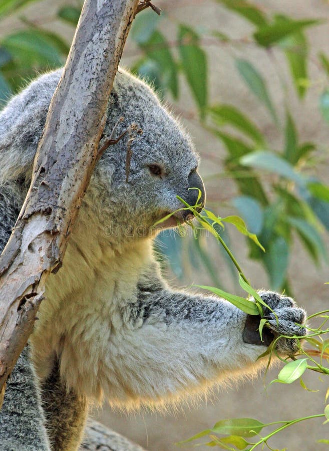 Koala stock image. Image of feed, grey, eyes, furry, forward - 49002967