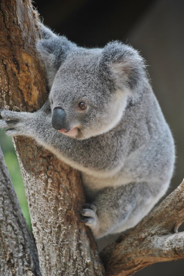 168 Koala Hanging Tree Stock Photos - Free & Royalty-Free Stock Photos ...