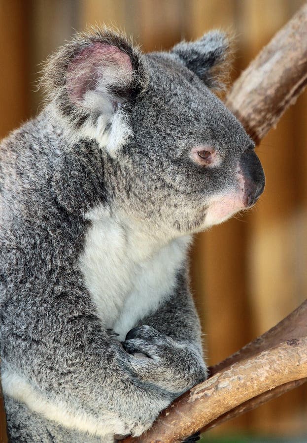 Koala stock image. Image of ears, eyes, koala, feet, limb - 73882773