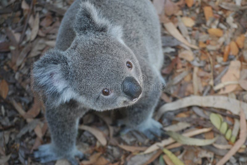 Koala Walking On The Ground Stock Image - Image of ground, exotic ...
