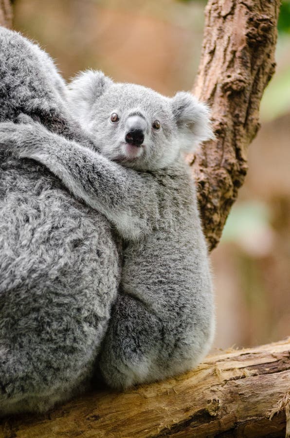 Koala Baby Picture. Image: 84952180