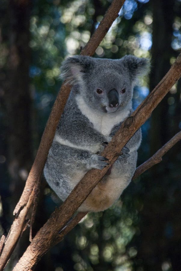 Koala Bear. stock photo. Image of captive, small, nature - 19913772