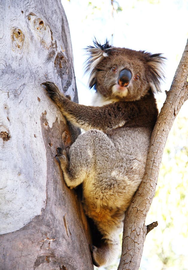 Koala bear stock photo. Image of looking, outdoor, marsupial - 2116646