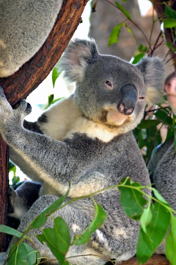Australian Koala Bear with Cute Baby Australia Stock Photo - Image of ...