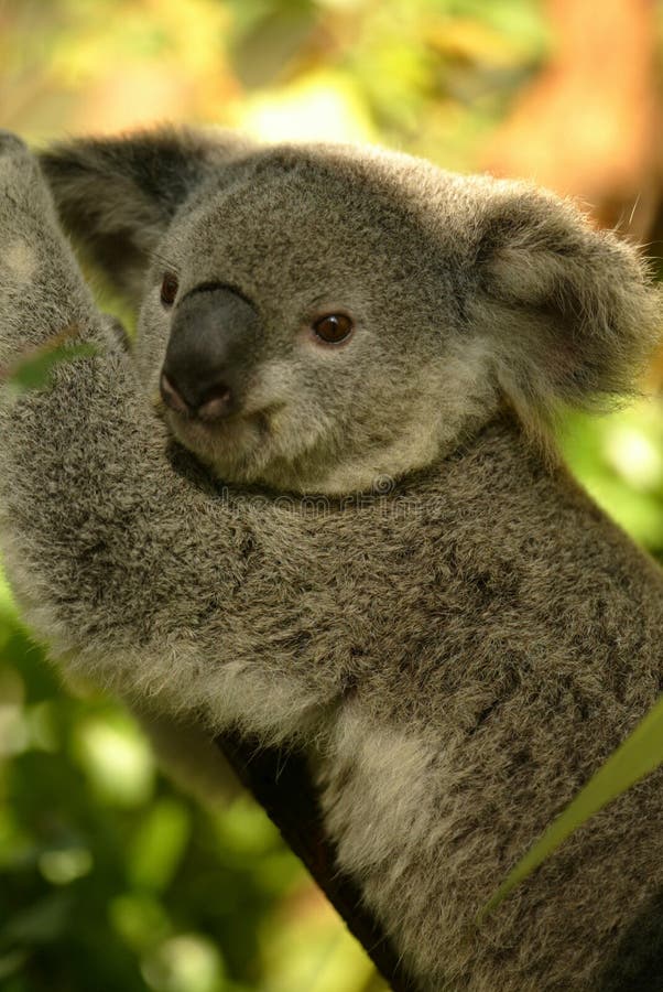 Koala Bear stock photo. Image of marsupials, australian - 7200154