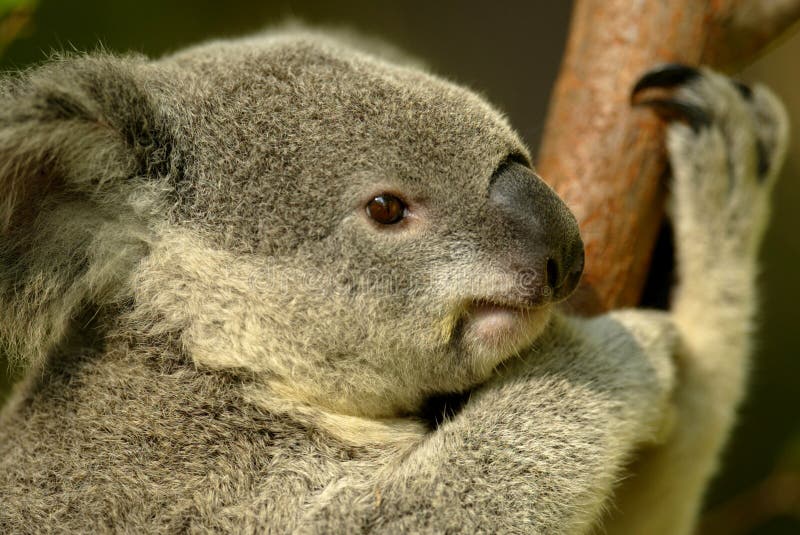 Koala Bear stock photo. Image of marsupials, australian - 7200154