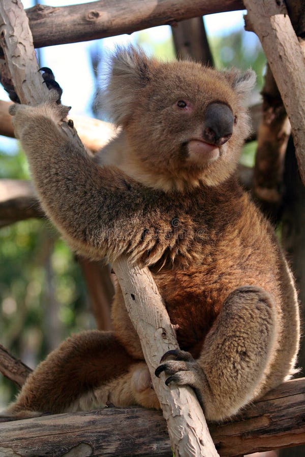 Koala bear stock photo. Image of eucaliptus, native, koala - 8169198