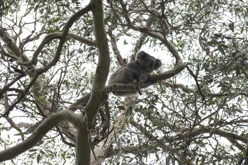 Koala bear, Australia stock photo. Image of great, nature - 67000908