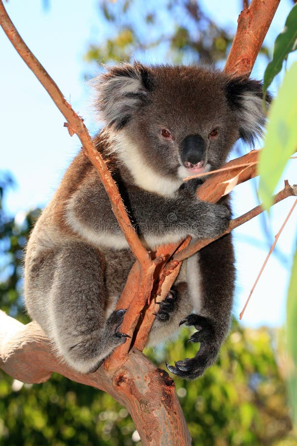 Koala bear stock image. Image of phascolarctos, claws - 68500117