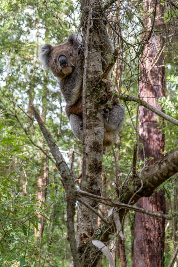 Koala Bear Climbing a Tree in Forest. Stock Image - Image of nature ...