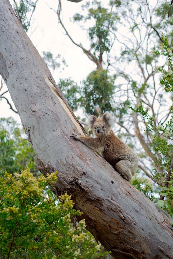 Koala Bear Climbing on a Tree. Stock Photo - Image of native ...