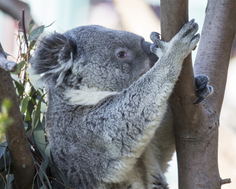114 Koala Bear Side View Stock Photos - Free & Royalty-Free Stock ...