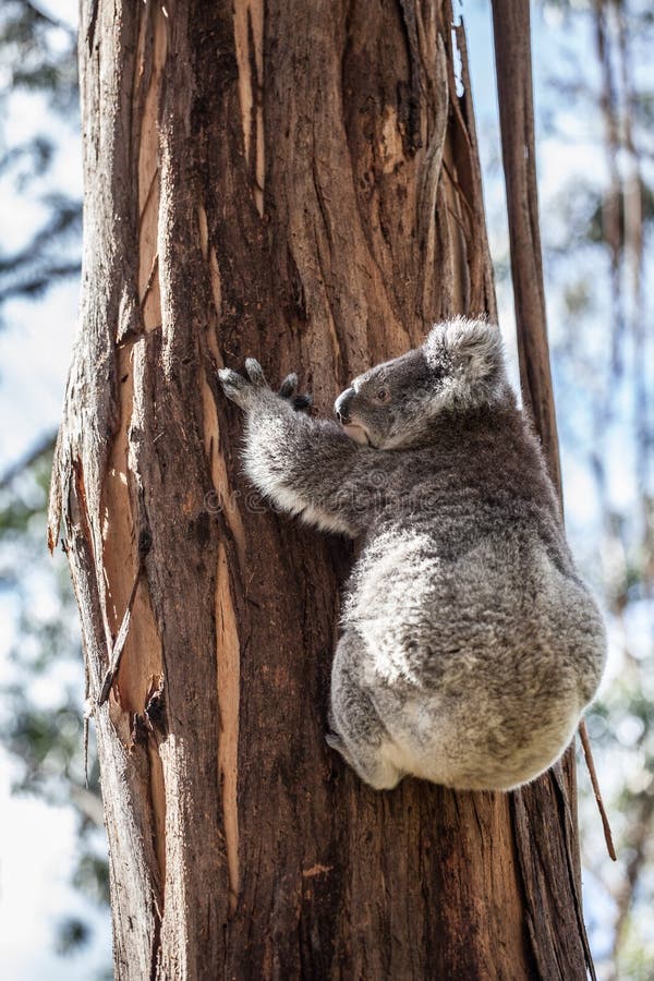 Koala Bear Climbing Up the Tree in Australia Stock Image - Image of ...
