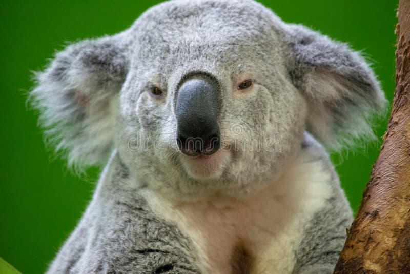Koala Bear Close up stock photo. Image of tree, color - 140220986