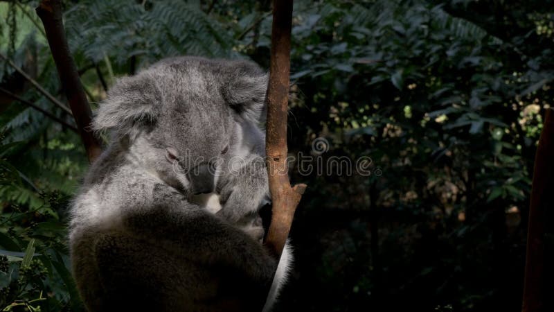 Koala bear close up stock footage. Video of cuddly, perched - 42104602