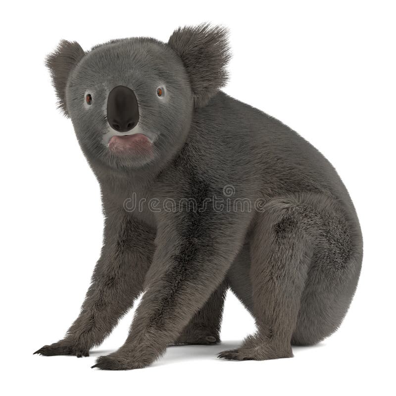 Realistic Koala Bear Stock Illustrations – 152 Realistic Koala Bear ...