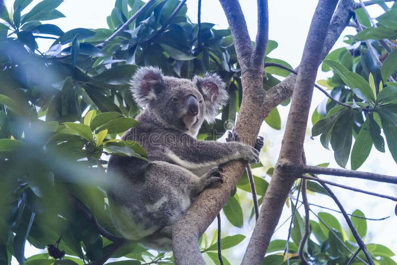 Grumpy Koala Stock Photos - Free & Royalty-Free Stock Photos from Dreamstime