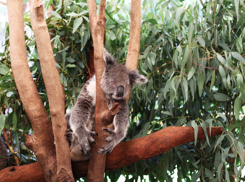 Koala bear having a sleep stock photo. Image of view - 29574268