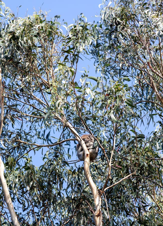 Koala Bear on a High Eucaliptus Tree in the Kennett River Village ...