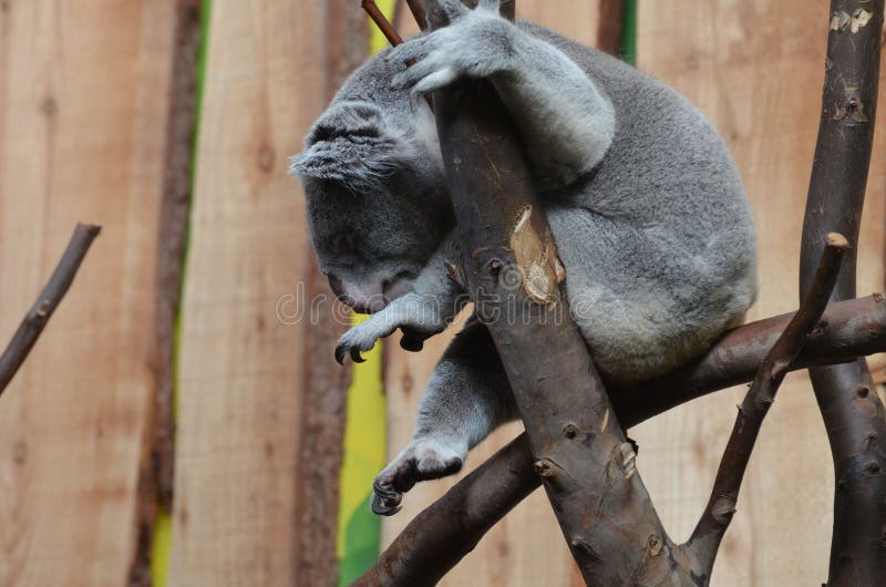 Koala Bear with His Toes Curled Sitting in a Tree Stock Image - Image ...