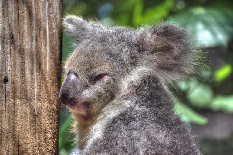 Koala Bear Hugging Tree at the Florida Palm Beach Zoo Stock Image ...