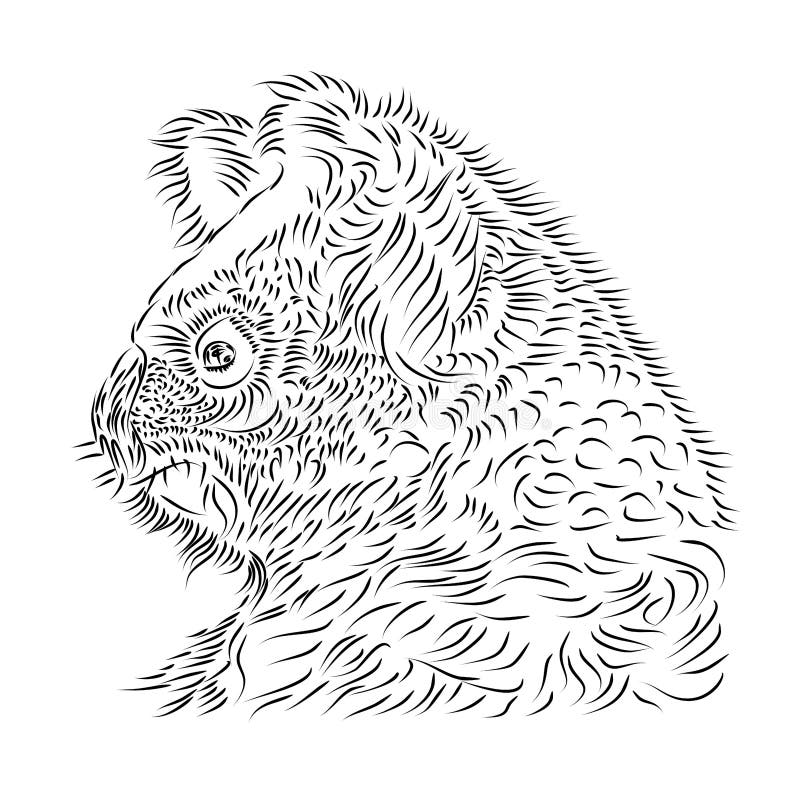 Line Drawing of Pongo Pygmaeus, Bornean Orangutan, Primate Stock ...