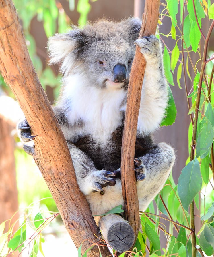 Taronga Zoo Koala stock photo. Image of wild, sydney - 36247696