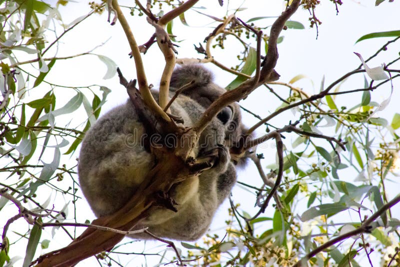 A Koala Bear Napping in a Tree Stock Image - Image of aussie, australia ...