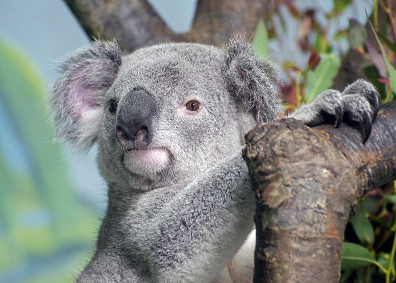 Koala Bear - Portrait 2 stock photo. Image of animal - 238072176